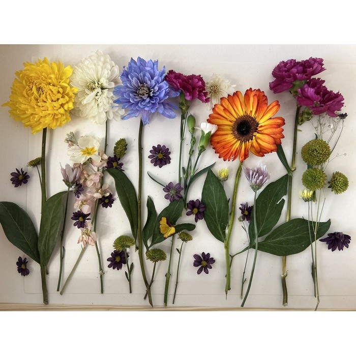 Meadow Design – True Dreams